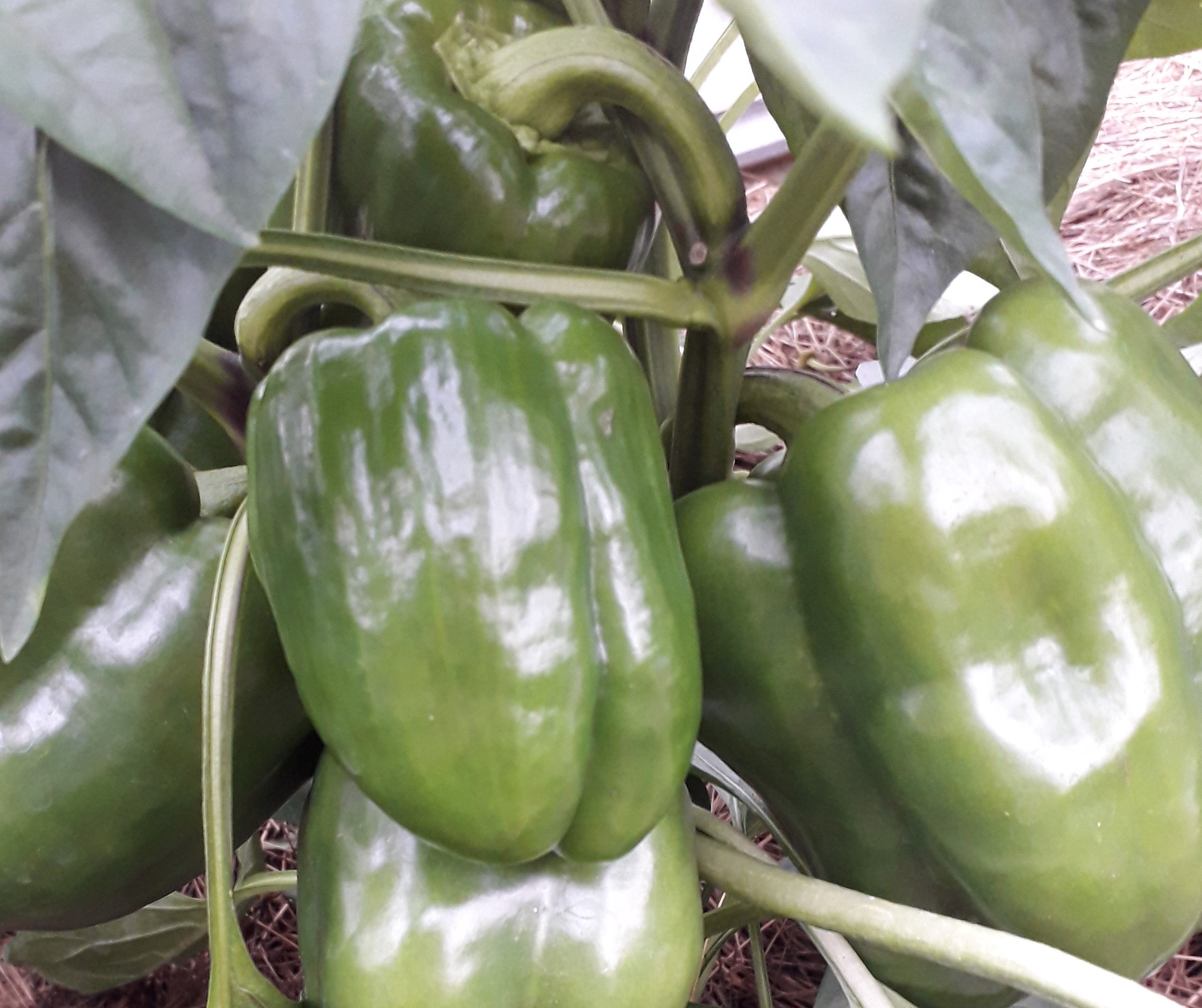 Самый лучший сорт сладкого перца