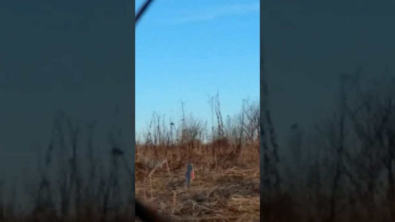 Тетерев на току.