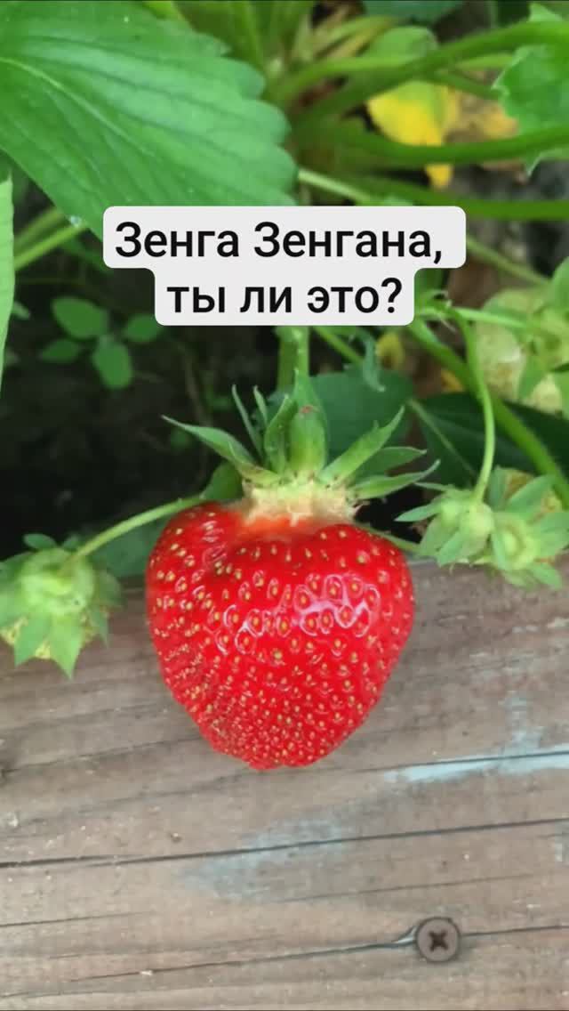 Зенга Зенгана, ты ли это? Пара слов о пересортице клубники.