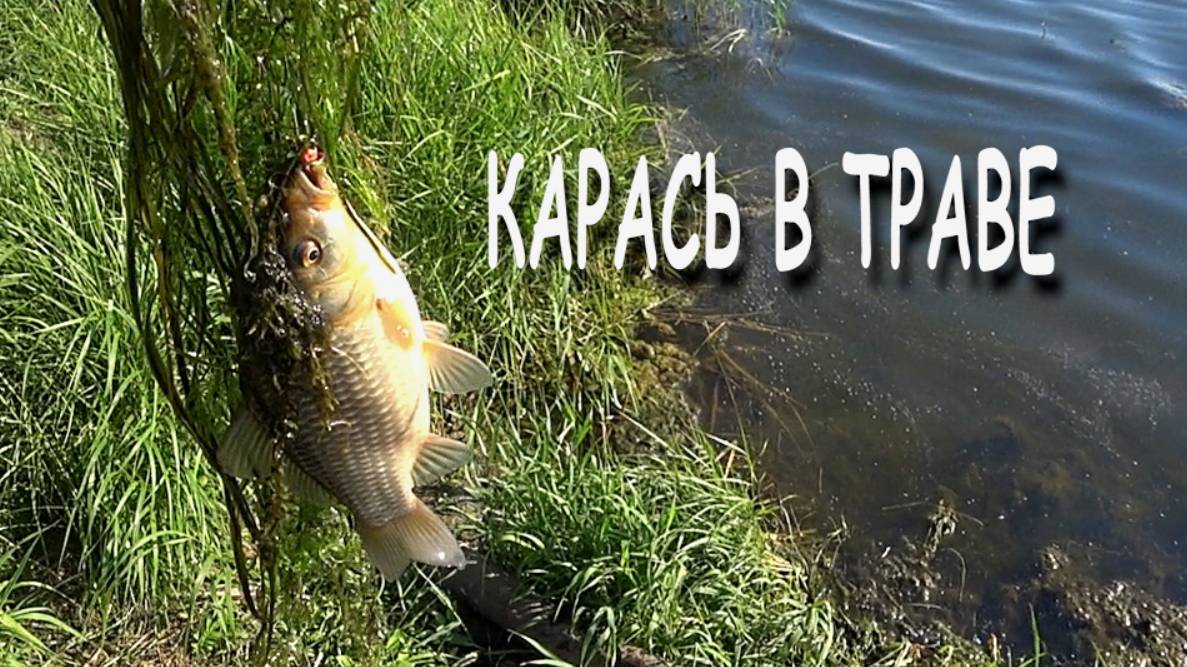 КАРАСЬ в ТРАВЕ