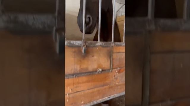 Конный клуб «Золотая подкова» в Саратове.Отдых не для ленивых.