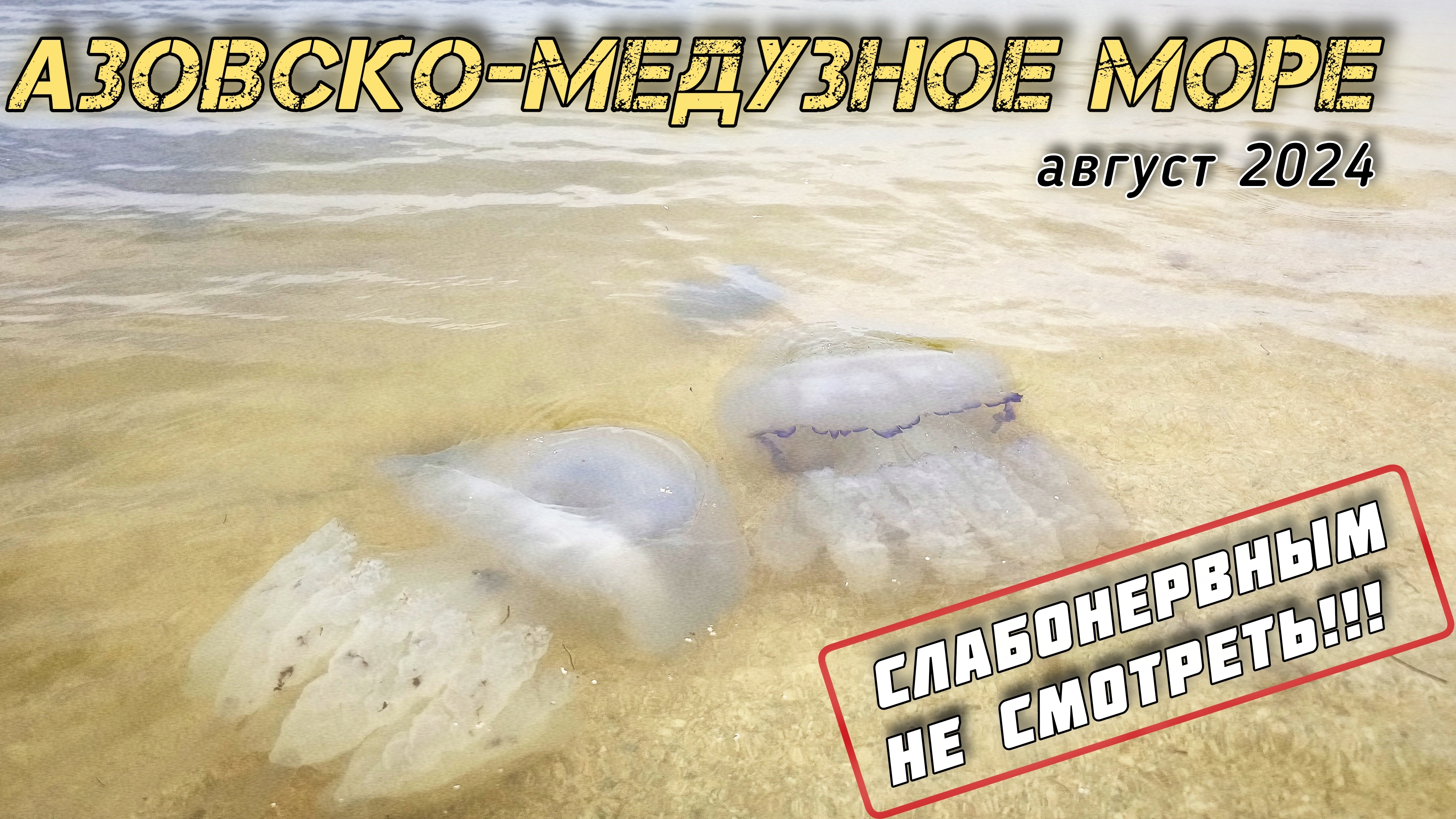 Самое медузное место в России. Азовско-медузное море. Приморско-Ахтарск. Хутор Морозовский. 2024.