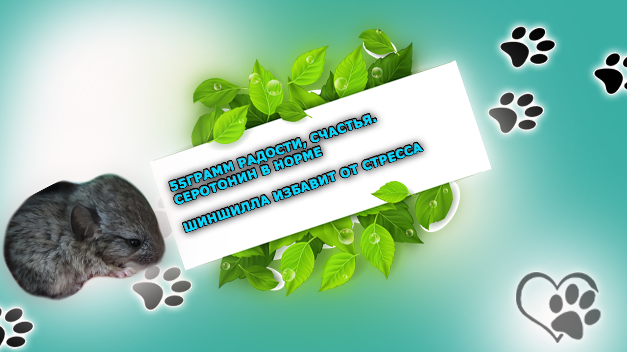 55ГРАММ РАДОСТИ, СЧАСТЬЯ. СЕРОТОНИН В НОРМЕ|ШИНШИЛЛА ИЗБАВИТ ОТ СТРЕССА