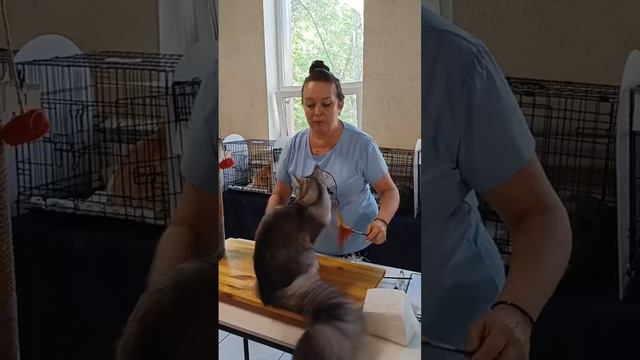 Estrella CatShow #cats #maine-coon #кошки #мейн-кун