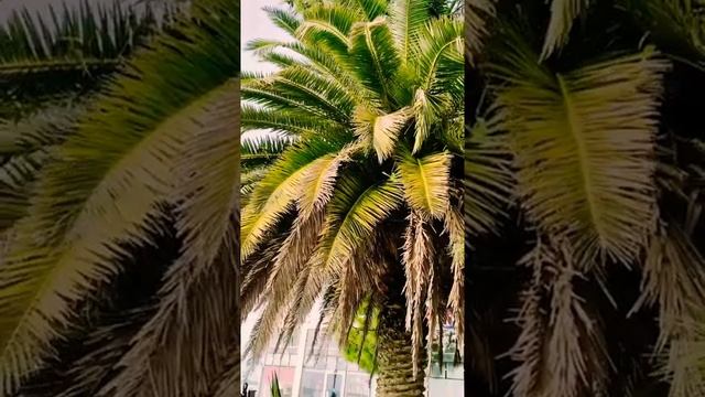 «Ты со мною не шути» Е. Долматовский 1939 год.#лирика #песниоглавном.