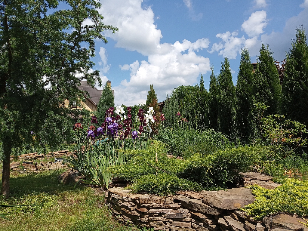 Хвойные растения в ландшафтном дизайне