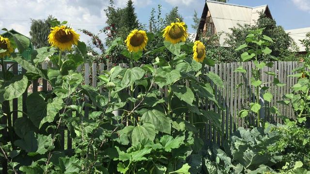 Красивые кадры роста подсолнуха. Украшение любой дачи