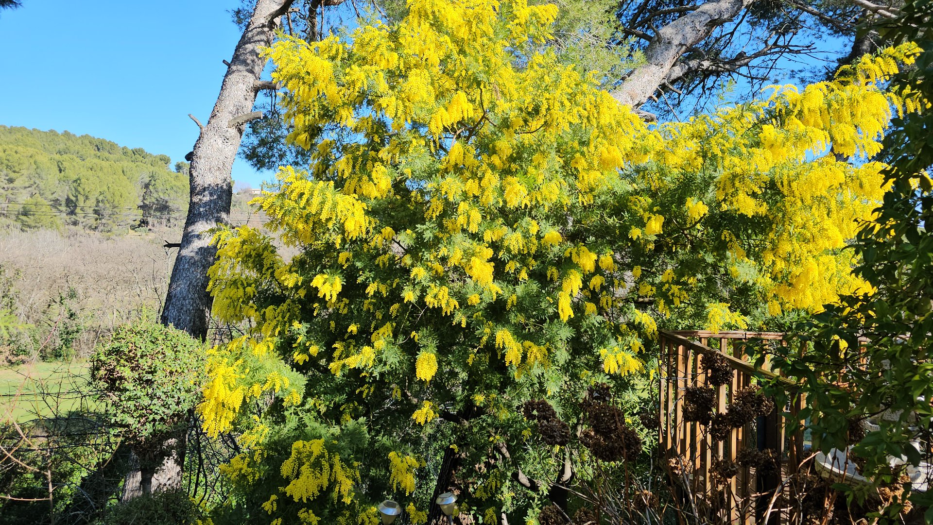 В ПРОВАНС ПРИШЛА НАСТОЯЩАЯ ВЕСНА!
