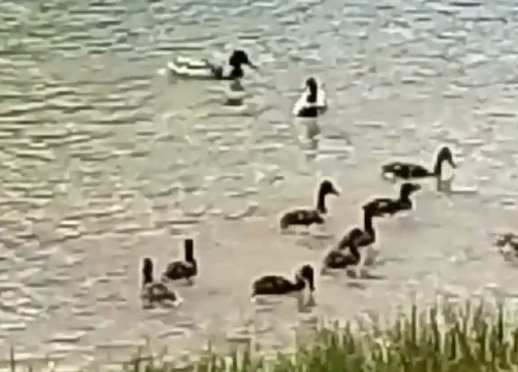 Утки на озере.