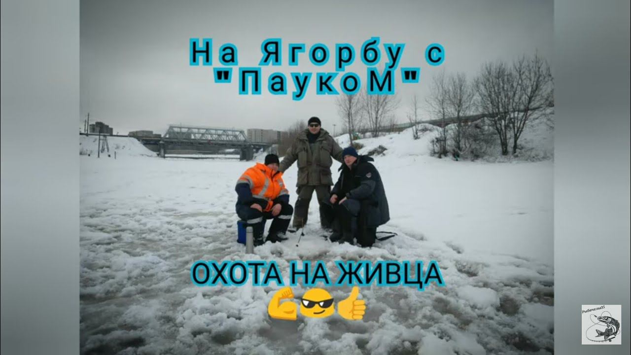 Ловим ЖИВЦА в"4К"на ЯГОРБЕ на ПАУКА!!!