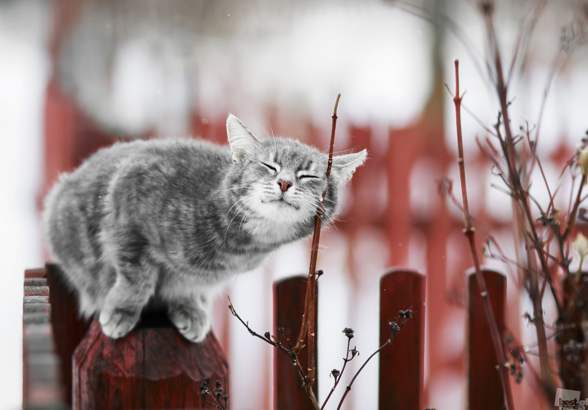 Ура,скоро ВЕСНА! Музыкальная Открытка!