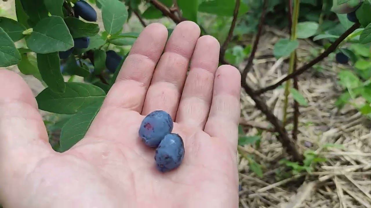 Бореал Бьюти