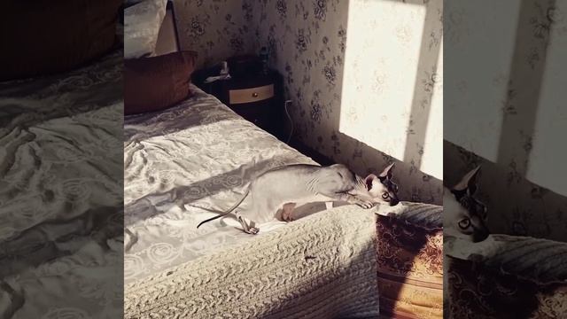 Синди