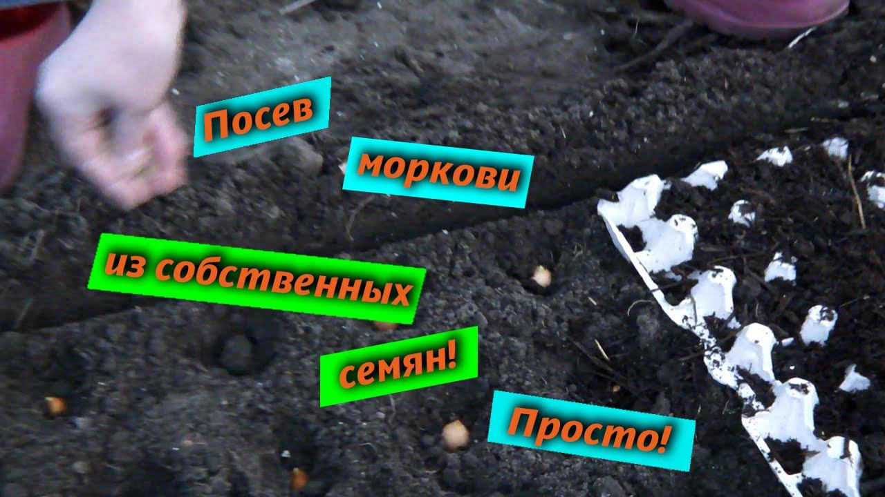 5 мая 2021 - Сеем морковь из своих семян на грядку с луком