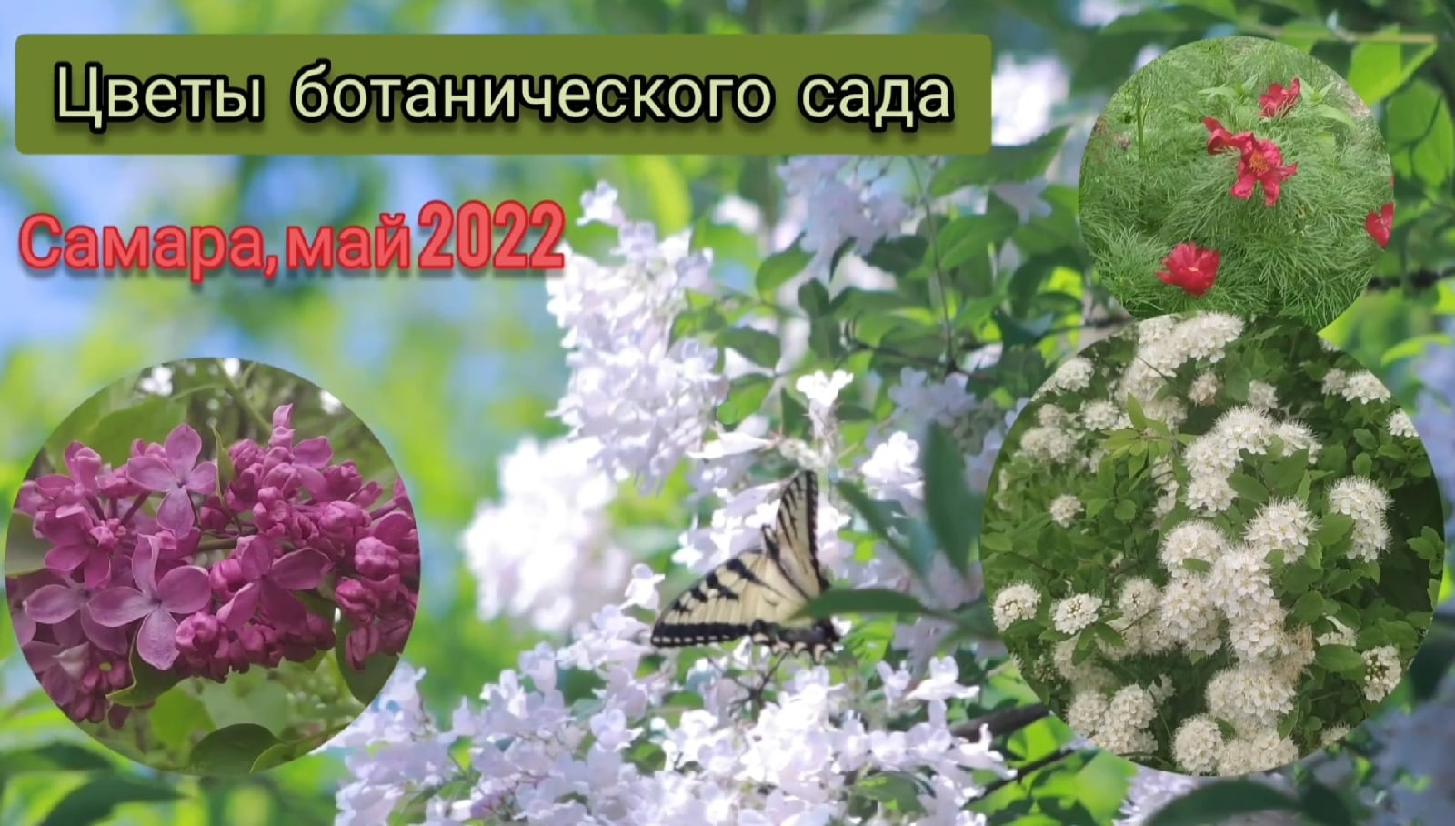Цветы Ботанического сада (Самара)