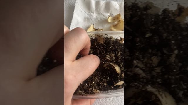 Размножаю Лилии.