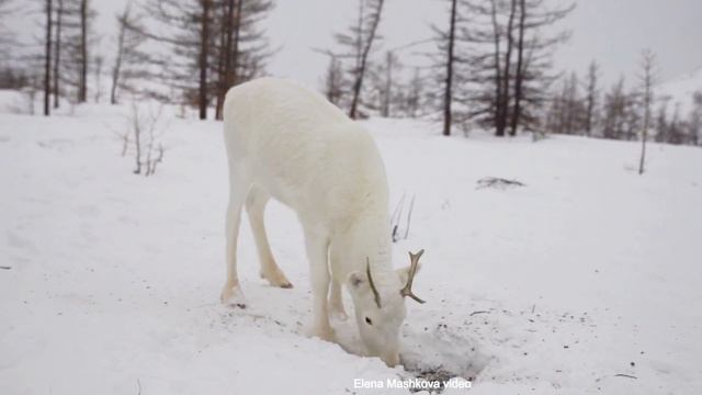 Белый олень, тундра, снег, ягель — красивый Ямал, Урал, полярный круг. Видео — Елена Машкова фильм