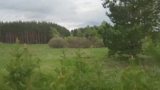 Лес природа. Пение птиц.