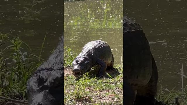 ОЙ! ГЛАЗКИ ВИДНО! Я боюсь... он такой страшный