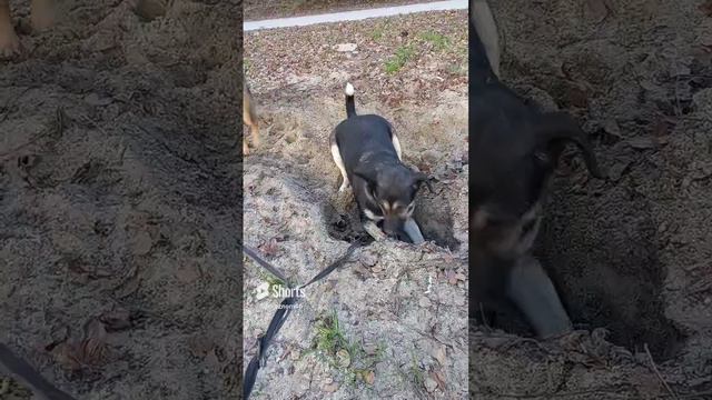 ❗Мы на прогулке 😉 Капаем ❗ #shorts #short #video #shortsvideo #shortvideo #dogs #собаки #funny