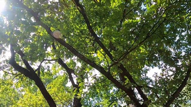 Тайна Терлецкой дубравы: о чем шепчут лесные великаны?