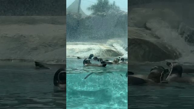 Пингвины в аквариуме