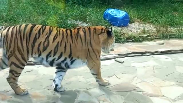 Амурский тигр