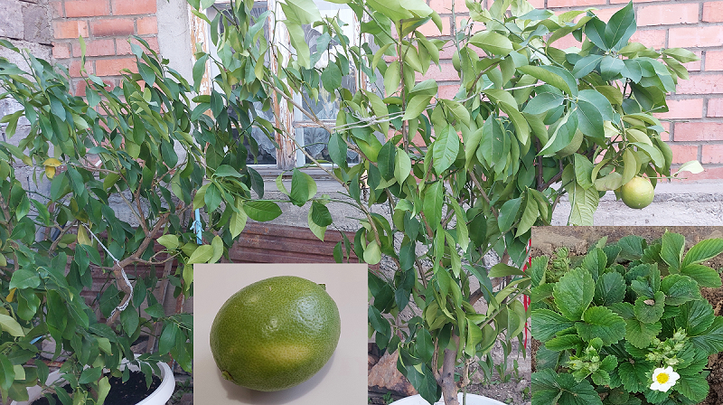 Лимоны пошли гулять на улицу