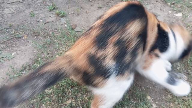 Кошка.mp4