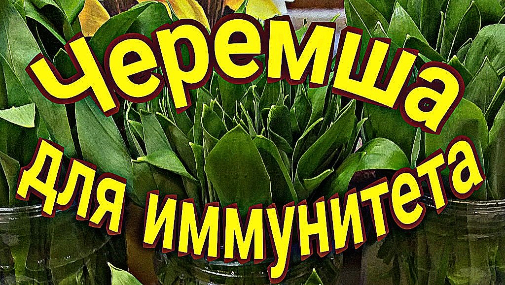 Черемша для иммунитета.