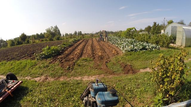 копаем картошку 2024