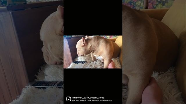 Булочка грустит ?I Американский булли