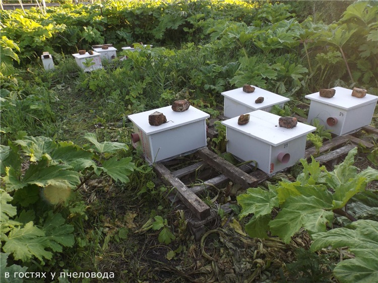 август на пасеке - зачем менять маток в семьях пчел, в августе и сентябре