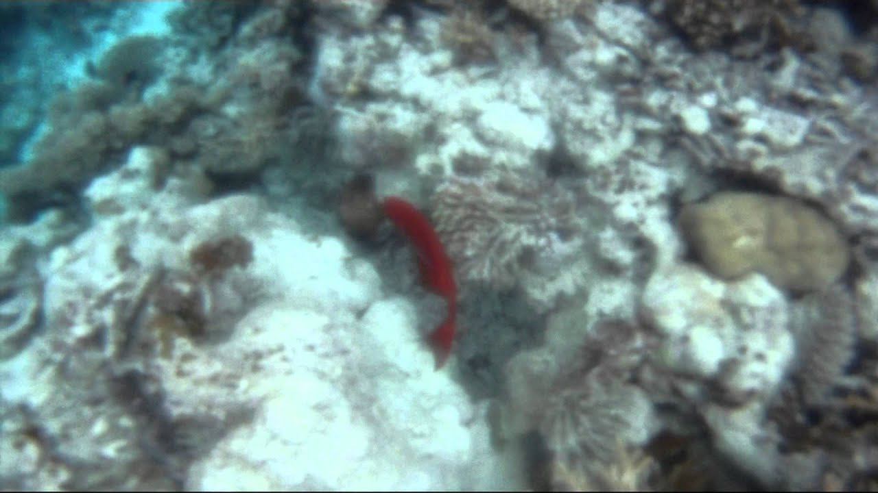 Vilamendhoo, Maldives. Vol.17