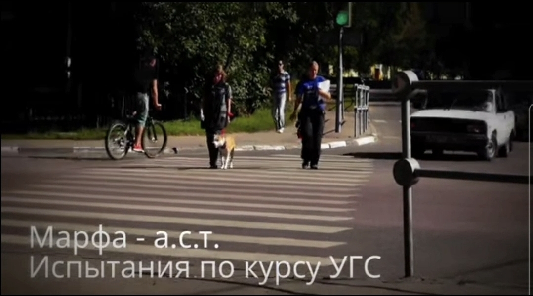 Марфа - ам.стаф.терьер
Испытания по курсу Управляемая Городская Собака (УГС)