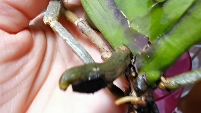 Мои реанимации орхидей апрель 2021