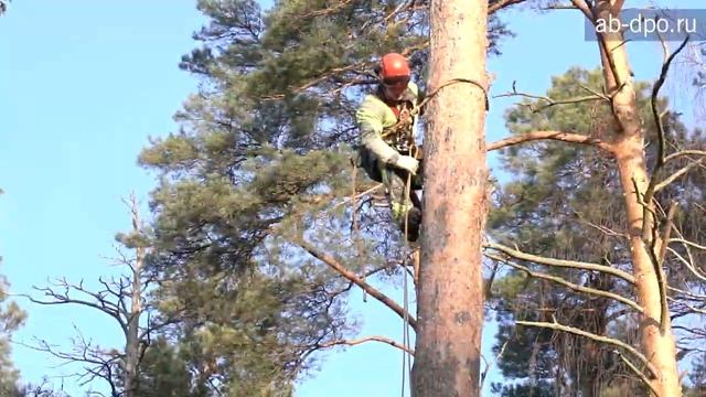 Арбористика. Элементы работы арбориста