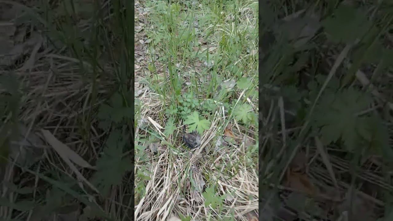 Вышел в лес,а тут слетки дроздов в траве на каждом шагу!#дрозд #птенец #лес #nature #весна #природа