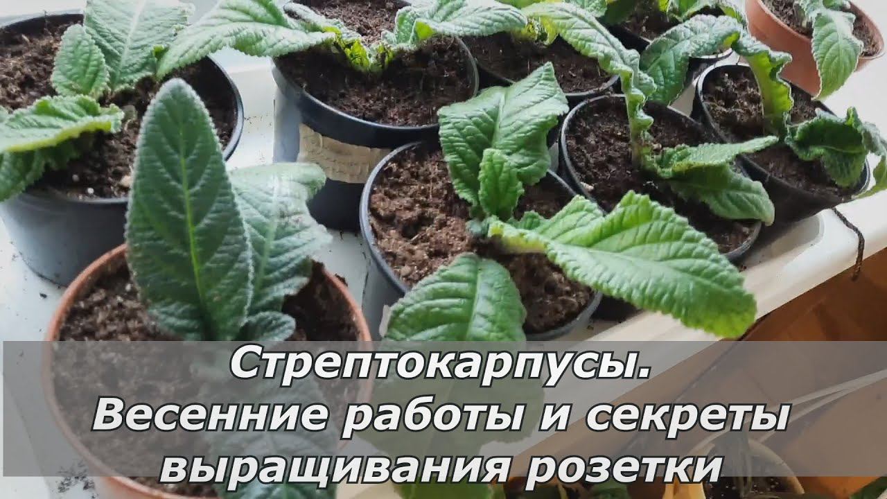 Стрептокарпусы. Весенние работы и секреты выращивания