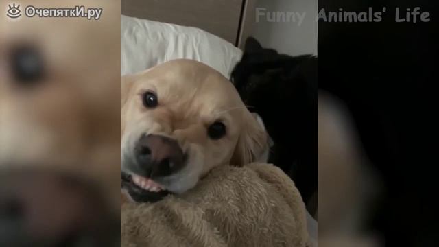 Наши питомцы вызывают смех