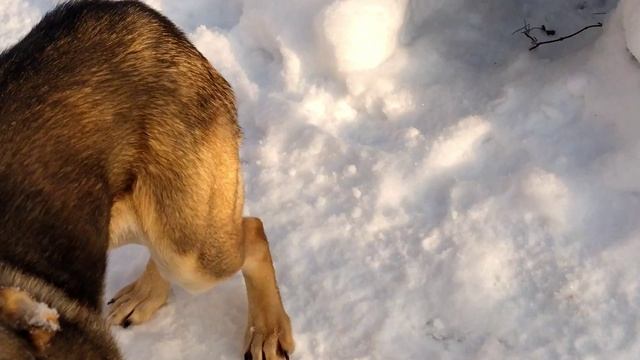 16_января_2024. Новосёлки.