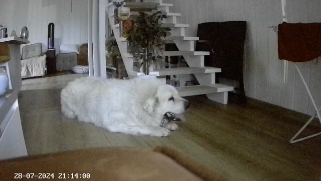 С нашим Лордом Ариша может делать все, что угодно. Это любовь🫣