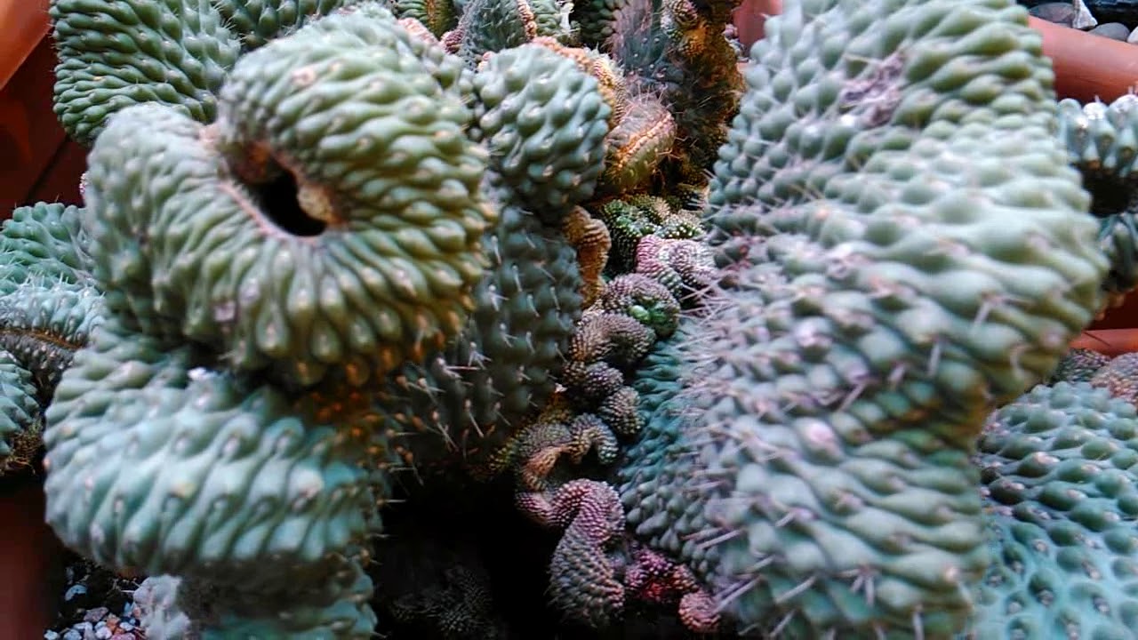 Футаж для видео монтажа  Кактусы 15