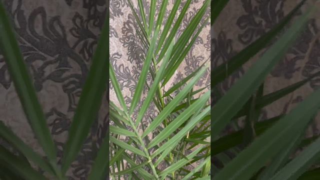 Королевский Финик ?️