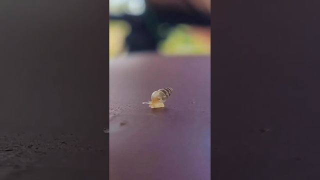 Улитка, путешествие