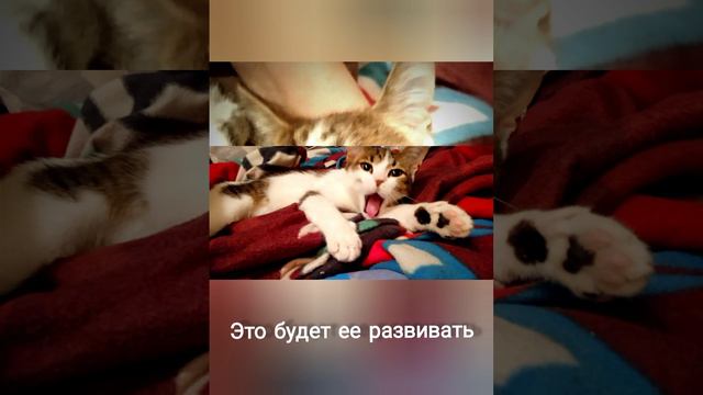 игра для кошки важный процесс, слайд-шоу