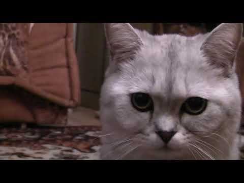 Пушок - любопытный, но осторожный красавчик.