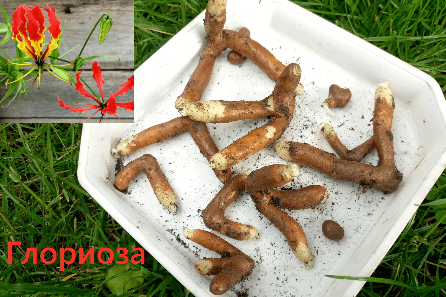 Глориоза Ротшильда. Вьющаяся лилия. Как выглядят клубни? (Gloriosa Rothschildiana)
