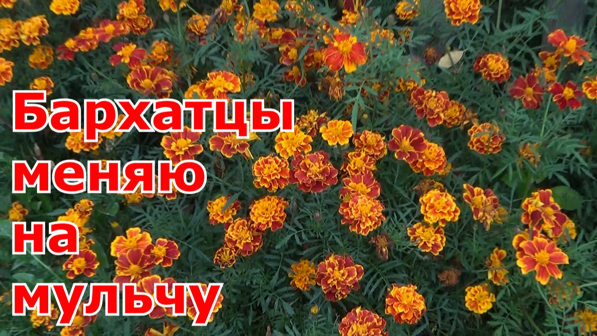 Бархатцы и мульча в приствольных кругах плодовых деревьев.