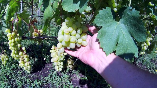 Виноград сорта - Супер Экстра